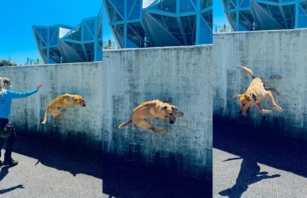 Novice Trick Dog | Capable Canine